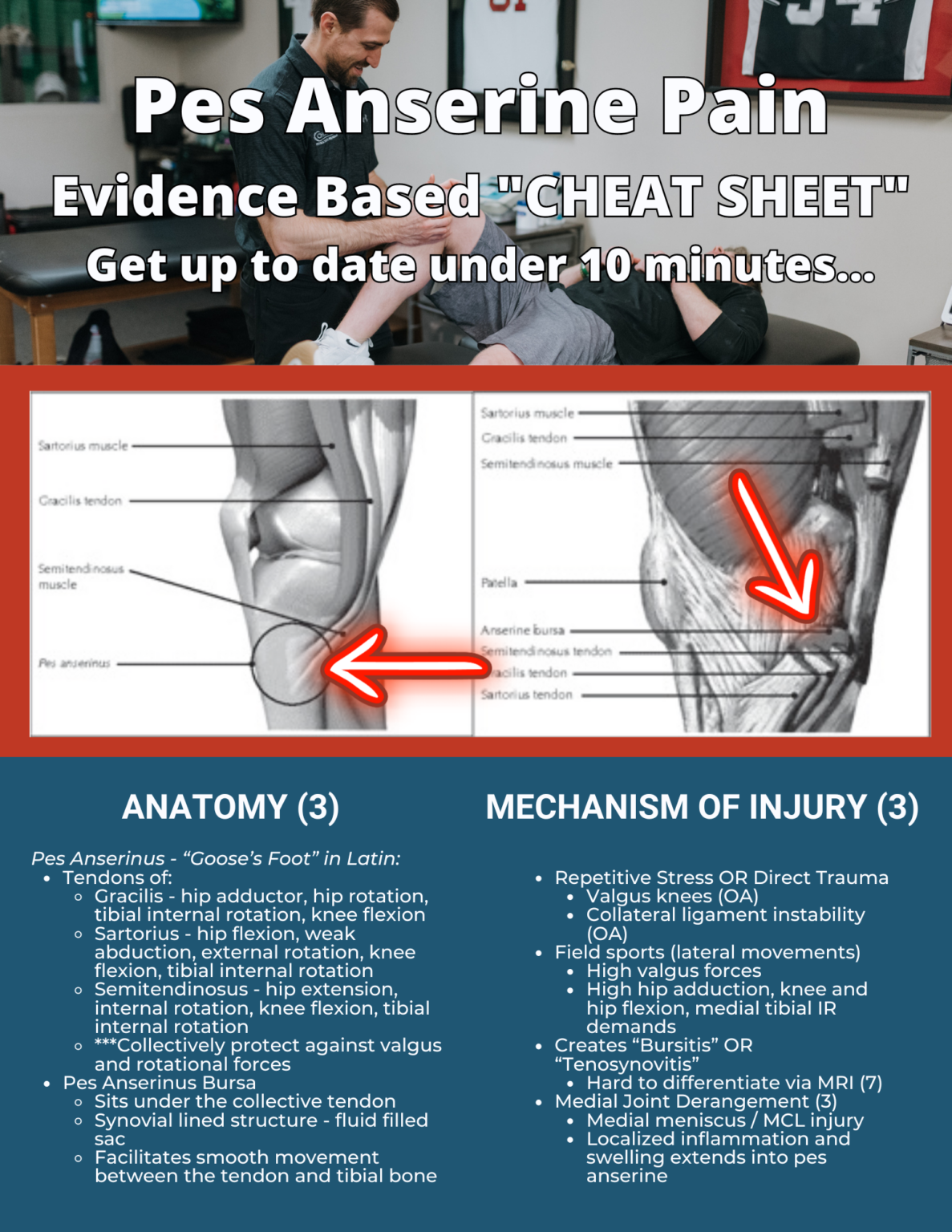 4 Steps to TREAT PES ANSERINE Pain FAST - Fitness Pain Free Fitness ...